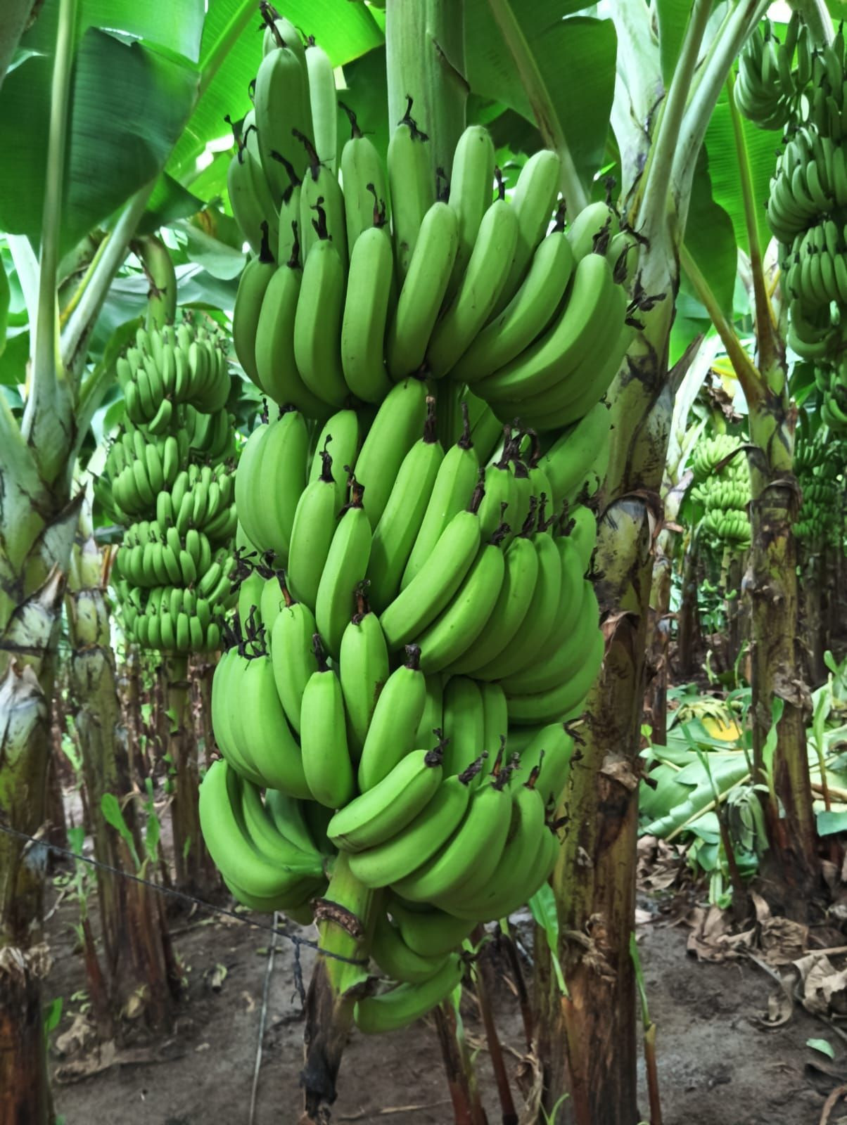 Buy Cavendish Banana from Kisna Exia, India | Tradewheel.com