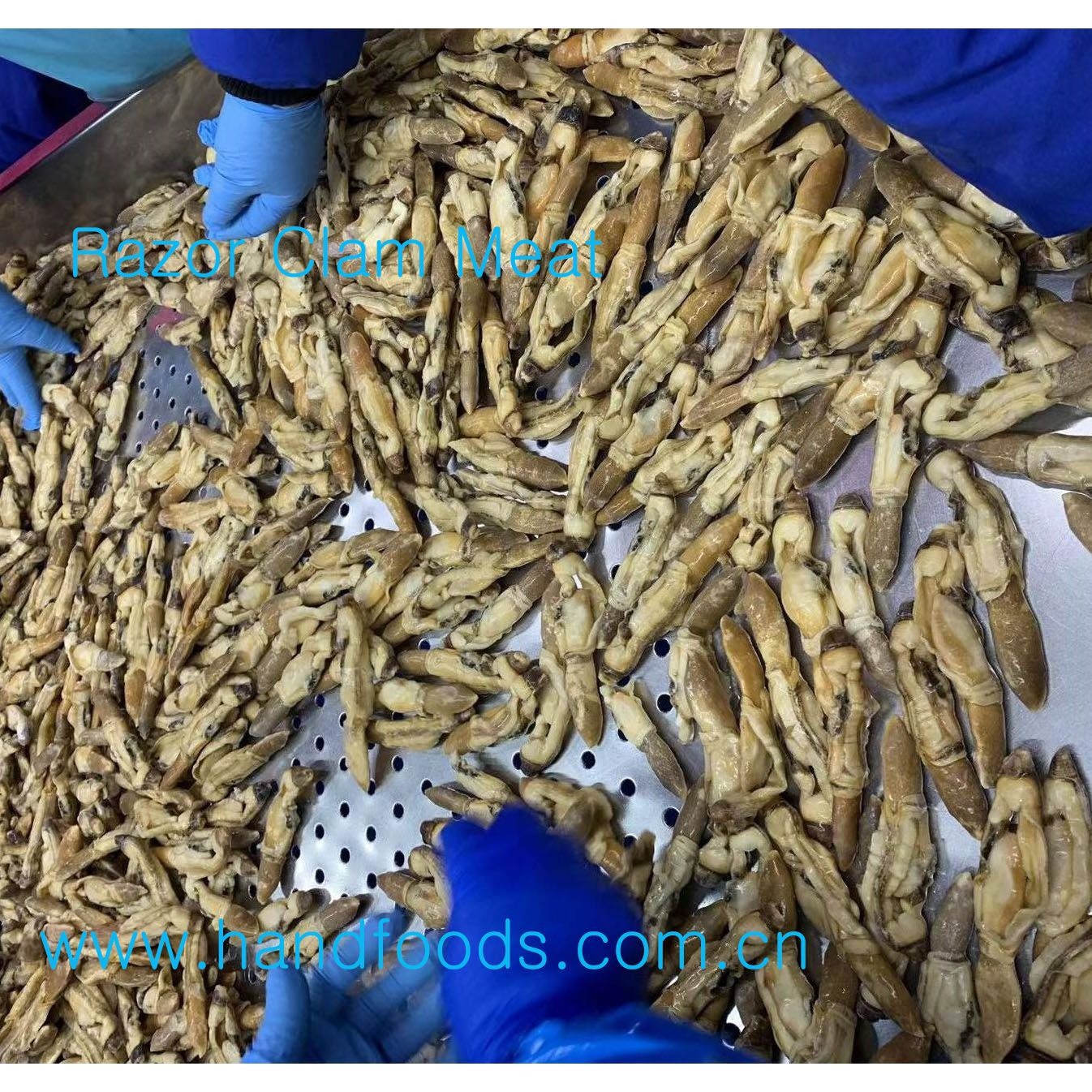 Buy Frozen Cooked Razor Clam Meat from Hand Foods (Dalian) Co., Ltd ...