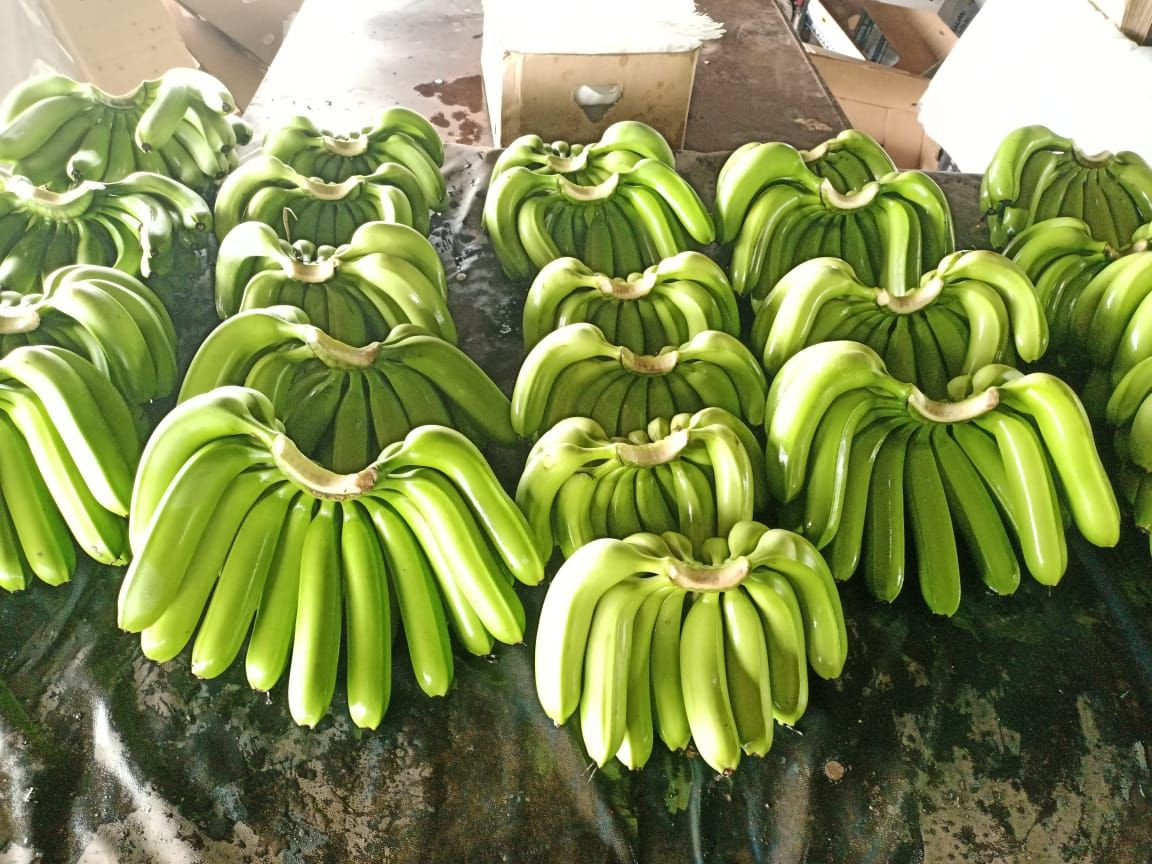 Buy Cavendish Banana from Kisna Exia, India | Tradewheel.com
