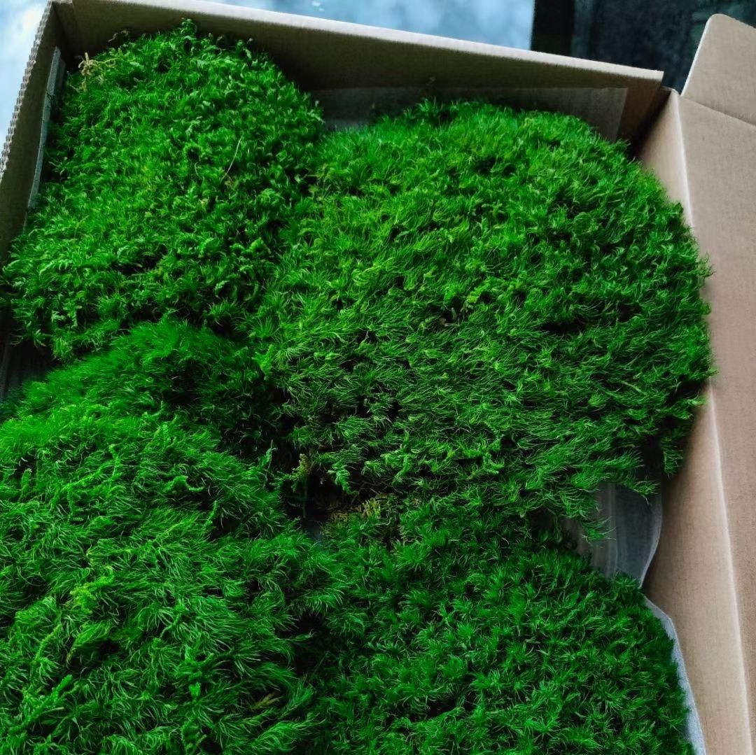 Buy Amazing Preserved Mood Moss Long Leaf Keeps Indoor Design More Elegant And Natural from ...