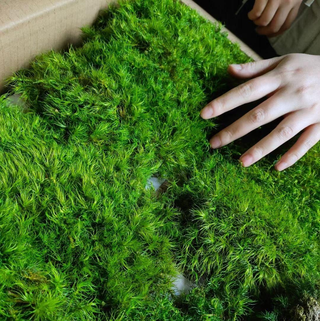 Buy Amazing Preserved Mood Moss Long Leaf Keeps Indoor Design More ...