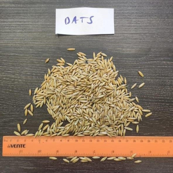 Buy Oats, Non-gmo, Whole Grain from Tomeura UAB, Netherlands ...