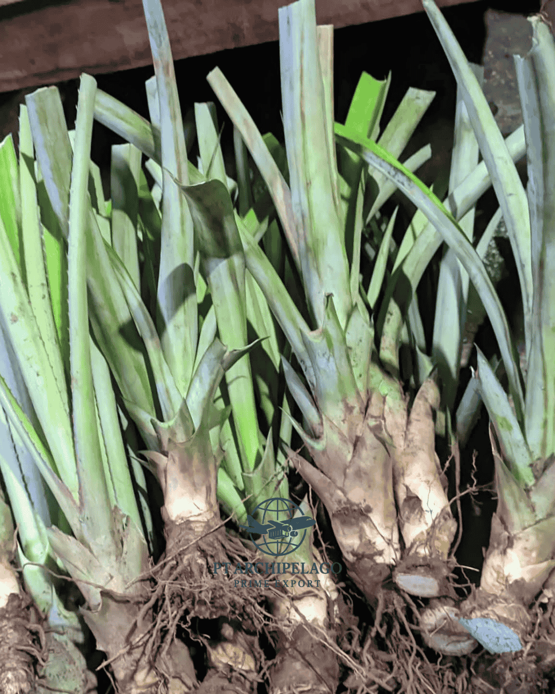 Buy Pineapple Leaves, Natural Pineapple Leaf, Pineapple Leaf For ...