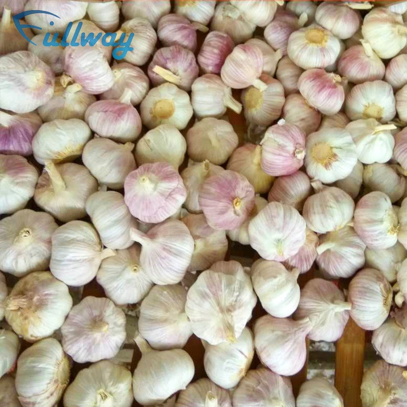 Buy Bulk 10kg Garlic In Mesh Bag Of Fresh Garlic from Shandong Fullway ...