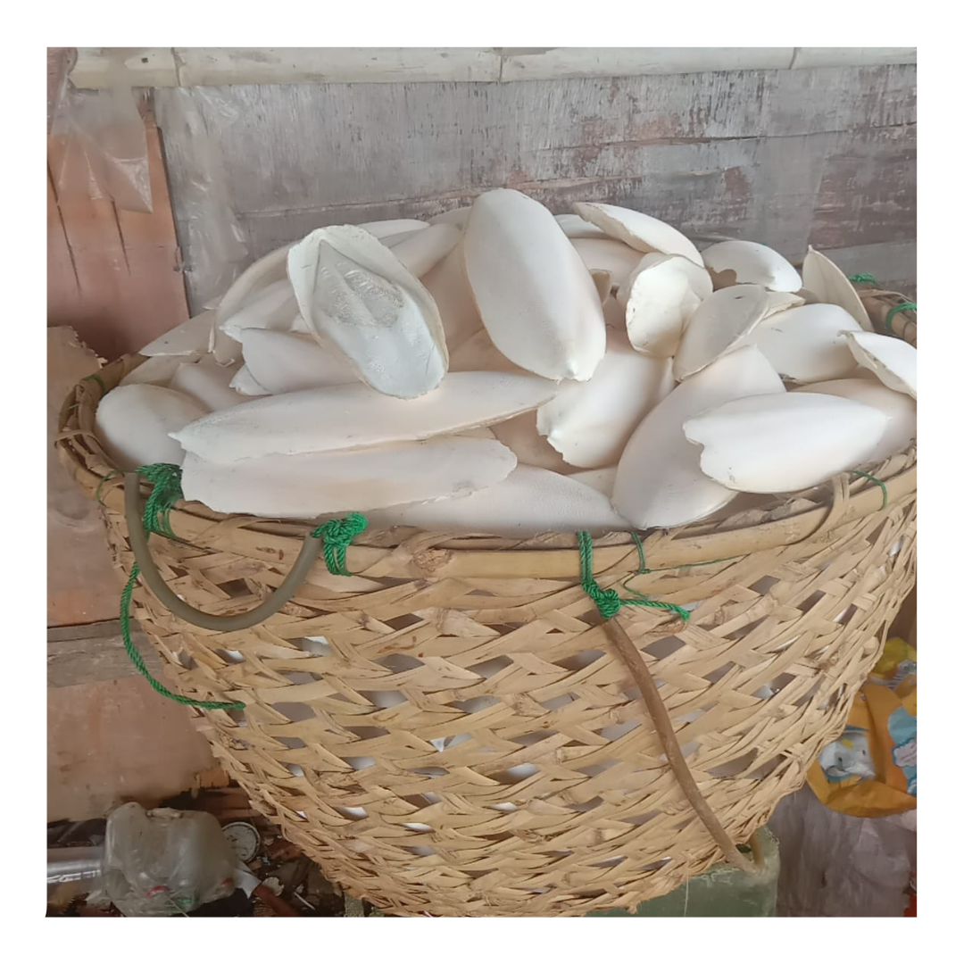 Buy Cuttlefish Bone For Birds In Bulk from Hang Xanh Company Limited ...