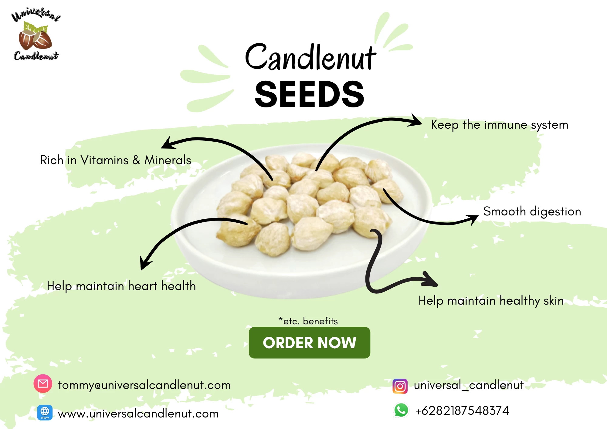 Buy Candlenut from Universal Candlenut Indonesia, Indonesia ...