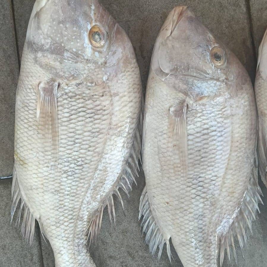 Buy Fresh Frozen Whole Emperor Fish - High Quality from PT Savya Coco ...