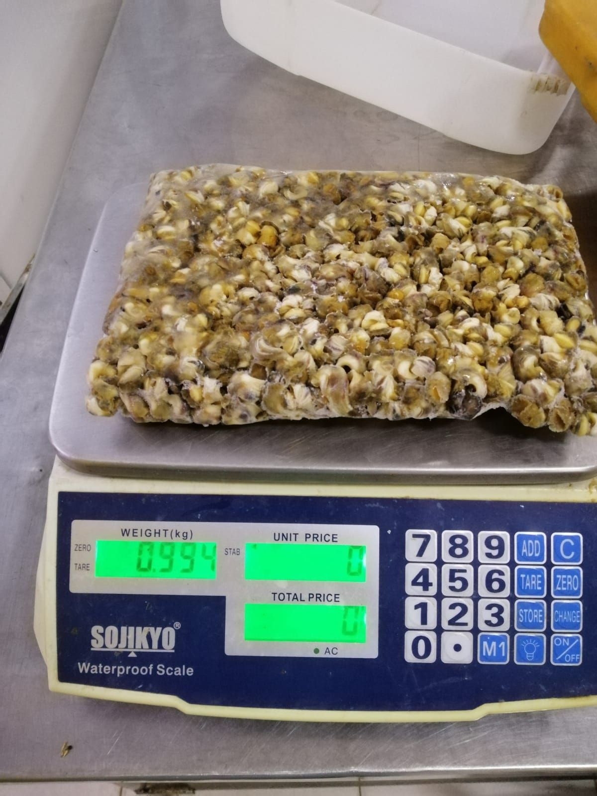 Buy Frozen Sea Snail from CV. Hokky Makmur, Indonesia | Tradewheel.com