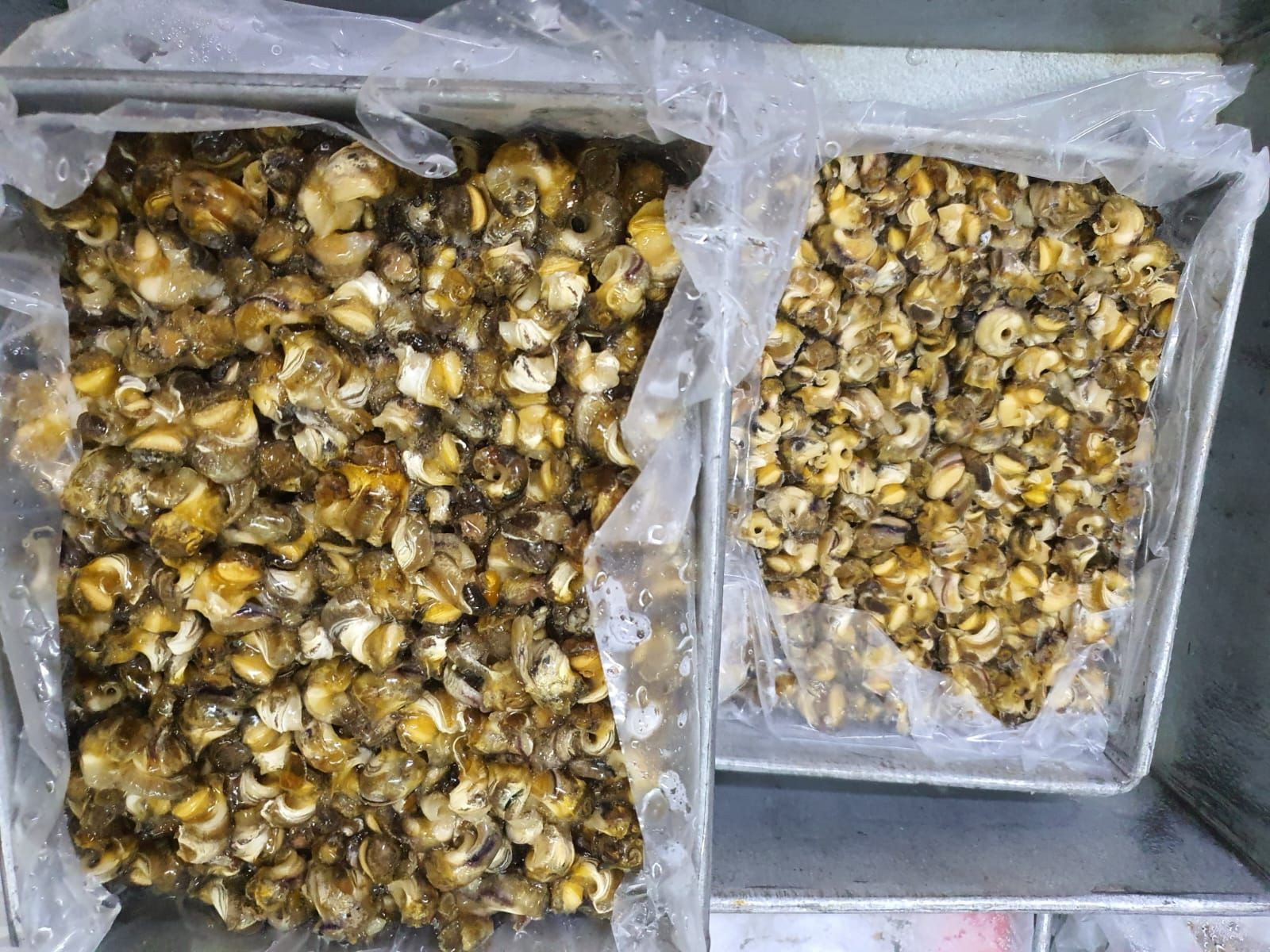 Buy Frozen Sea Snail from CV. Hokky Makmur, Indonesia | Tradewheel.com