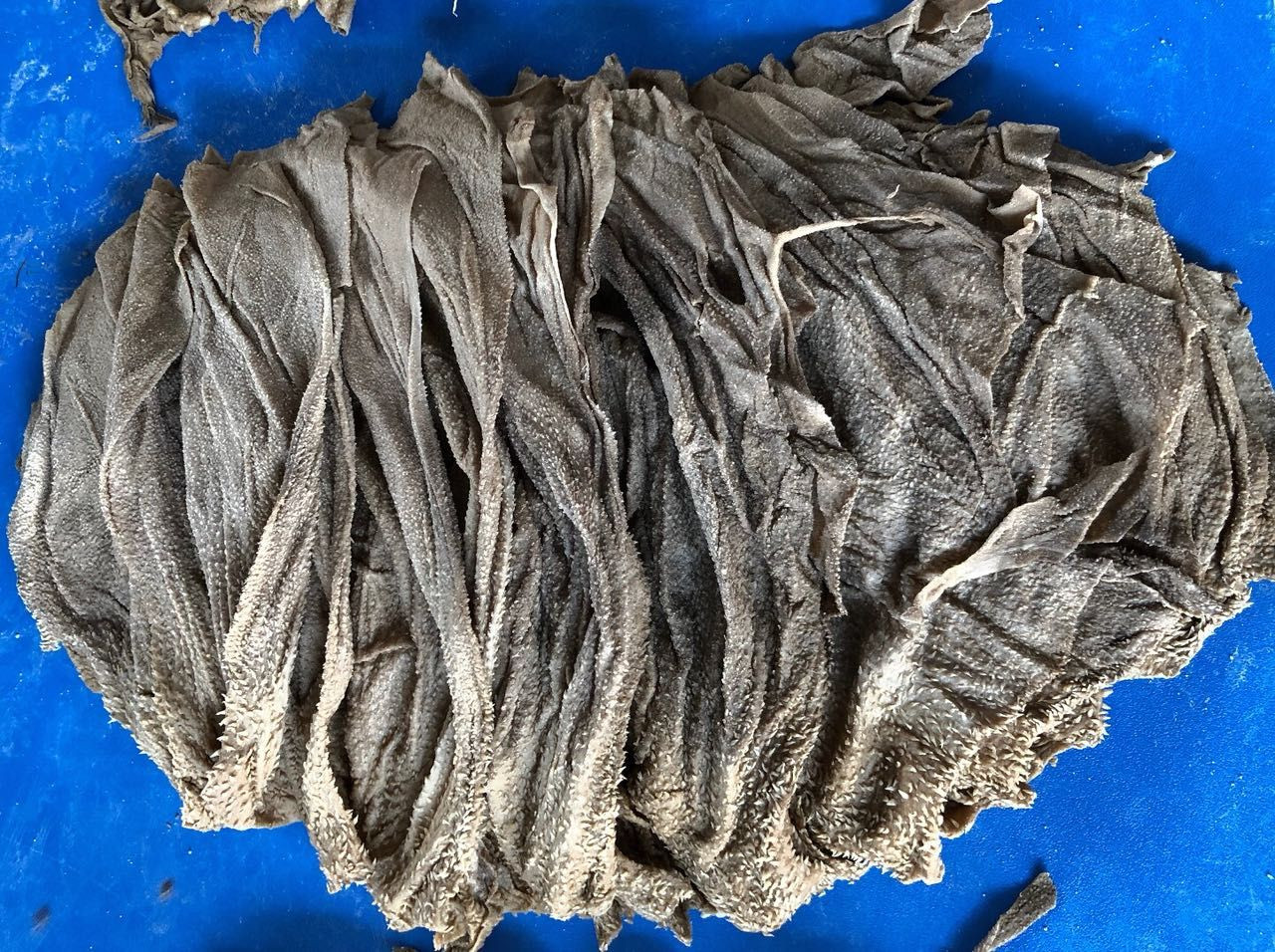 Buy Dried Salted Beef Omasum from Kertland KFT, Hungary | Tradewheel.com