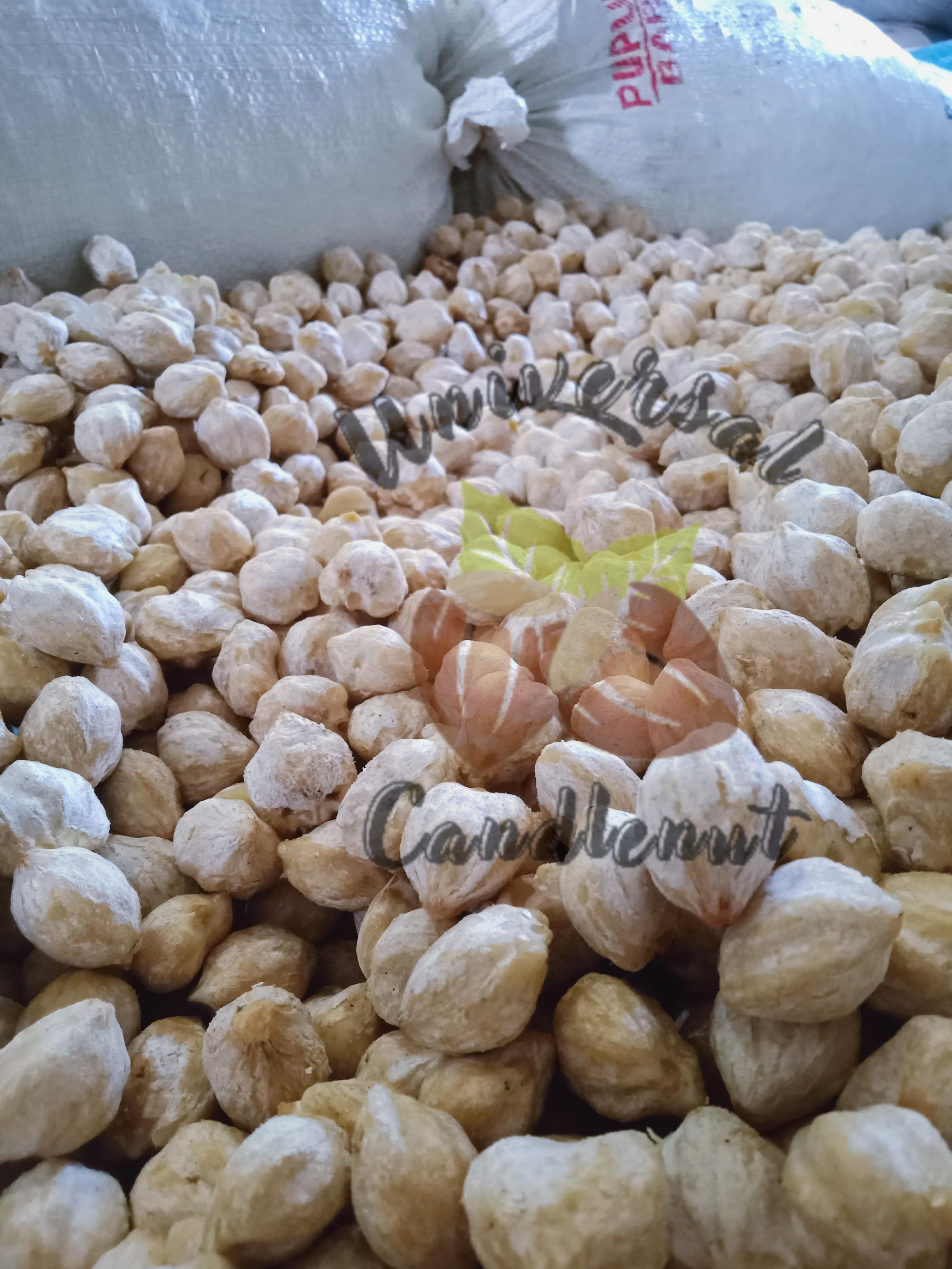 Buy Candlenut from Universal Candlenut Indonesia, Indonesia ...