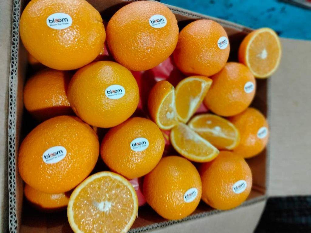 Buy Egyptian Orange from bloom for trade, Egypt | Tradewheel.com