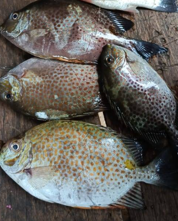 Buy Frozen Rabbit Fish - High Quality from PT Savya Coco Provita ...