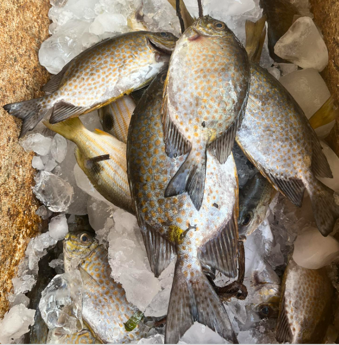 Buy Frozen Rabbit Fish - High Quality from PT Savya Coco Provita ...