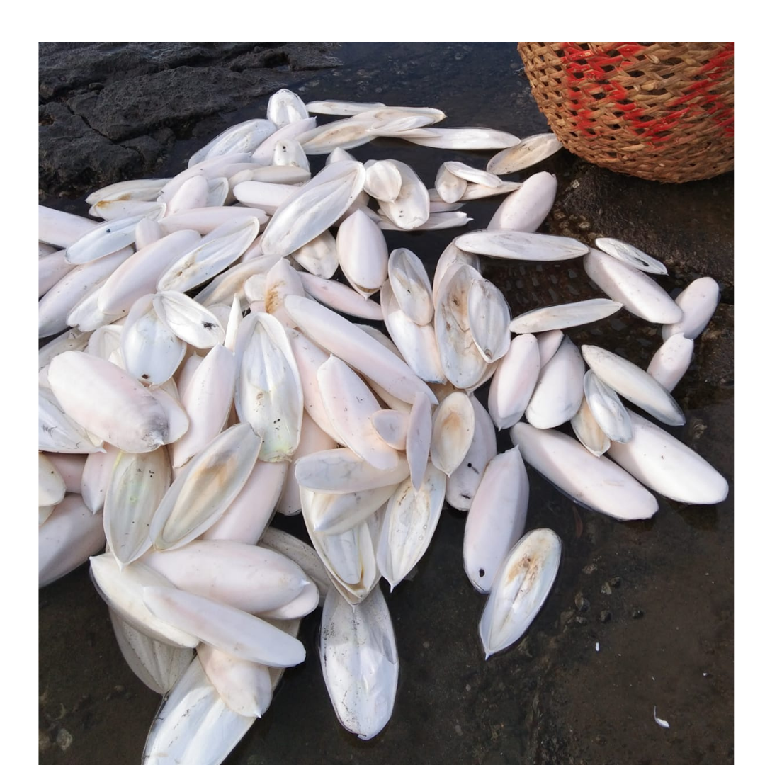 Buy Cuttlefish Bone For Birds In Bulk from Hang Xanh Company Limited ...