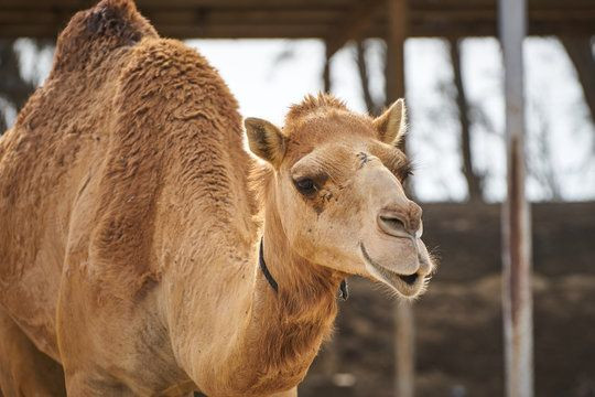 Buy Camel Feed from Yembroos Animal Feeds India Private Limited, India ...