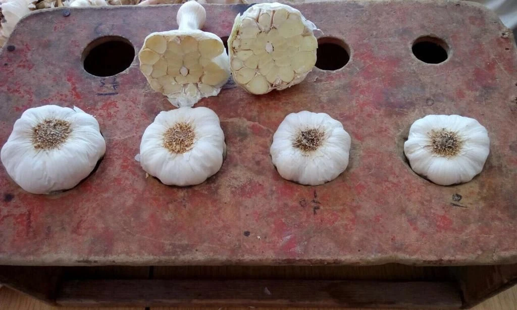 Buy Cured Egyptian White Garlic from Tomna, Egypt | Tradewheel.com