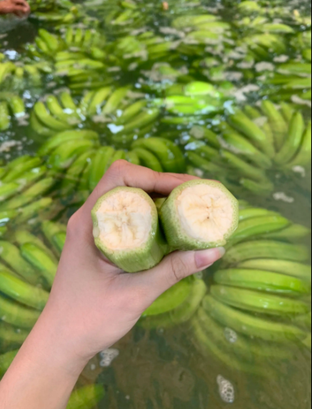 Buy Cavendish Banana Fresh Quality Green Banana For Export from SEAFARM ...