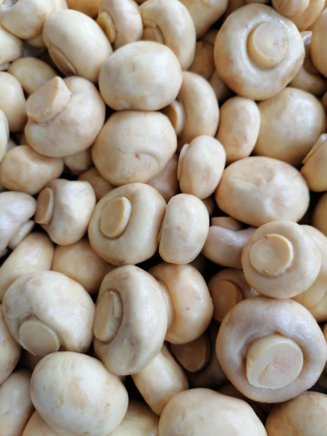 Buy Champignon Mushroom In 50kg Drum In Brine from Dalian Menew Food Co ...