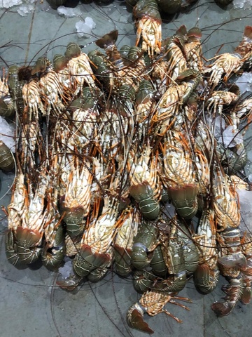 Buy Frozen Rock Lobster from ESEAFOOD EXPORTS, India | Tradewheel.com