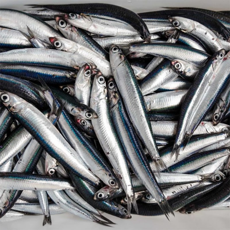 Buy Iqf Anchovy Fish Factory Manufactures Anchovy For Bait from ...