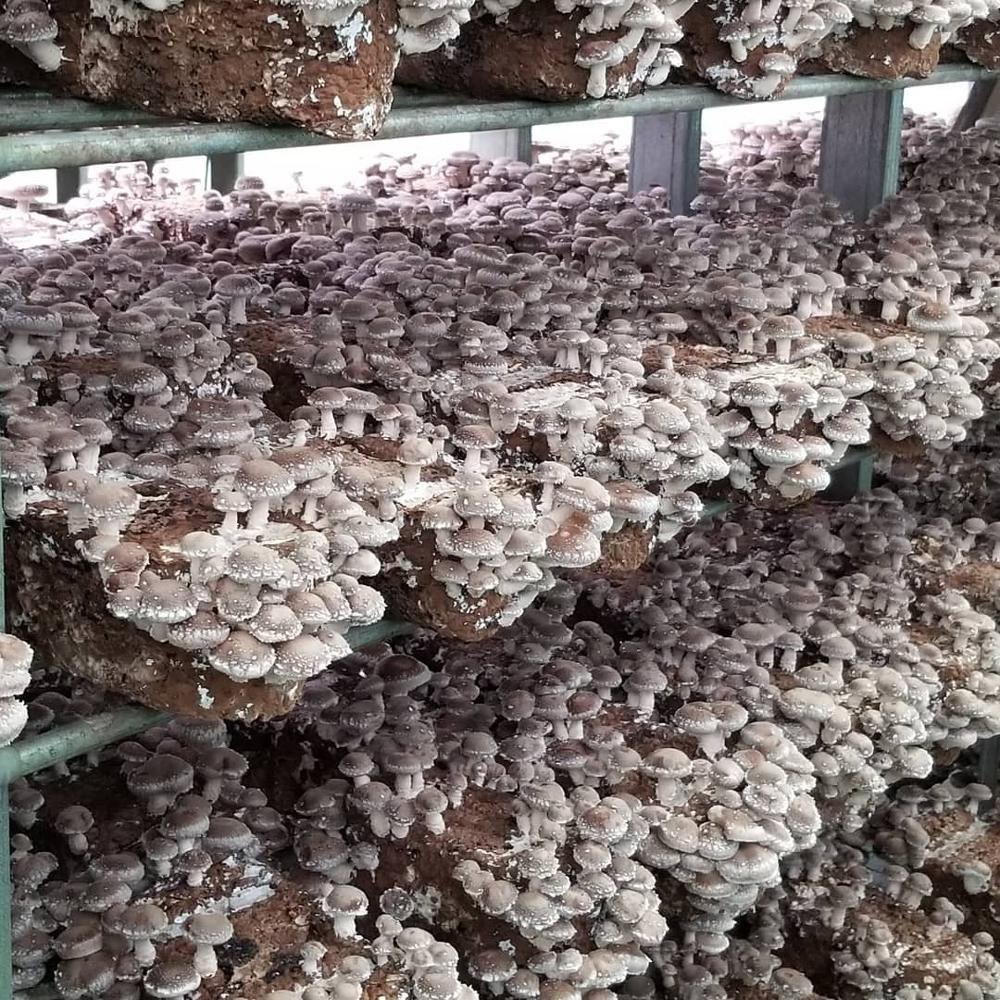 Buy Special Grade Dried Shiitake Mushroom Stem / Shiitake Mushroom ...