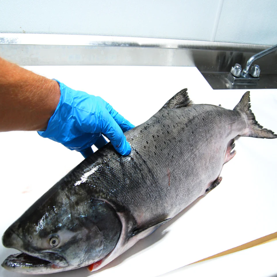 Buy Whole And Gutted Salmon Now Premium Quality Seafood For Sale from ...