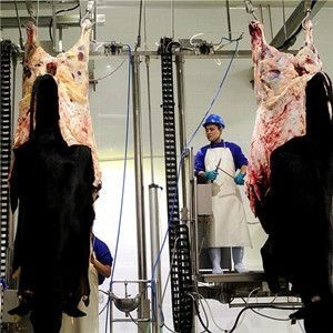 Buy Halal Cattle Slaughterhouse With Beef Butcher Abattoir Meat Process Machinery from Onestop ...