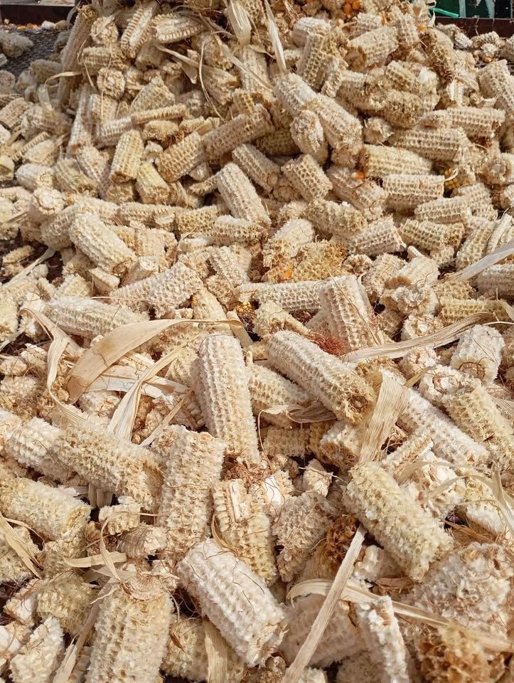 Buy Corn Cobs from PT. Wijaya Internasional Rantai Abadi, Indonesia ...