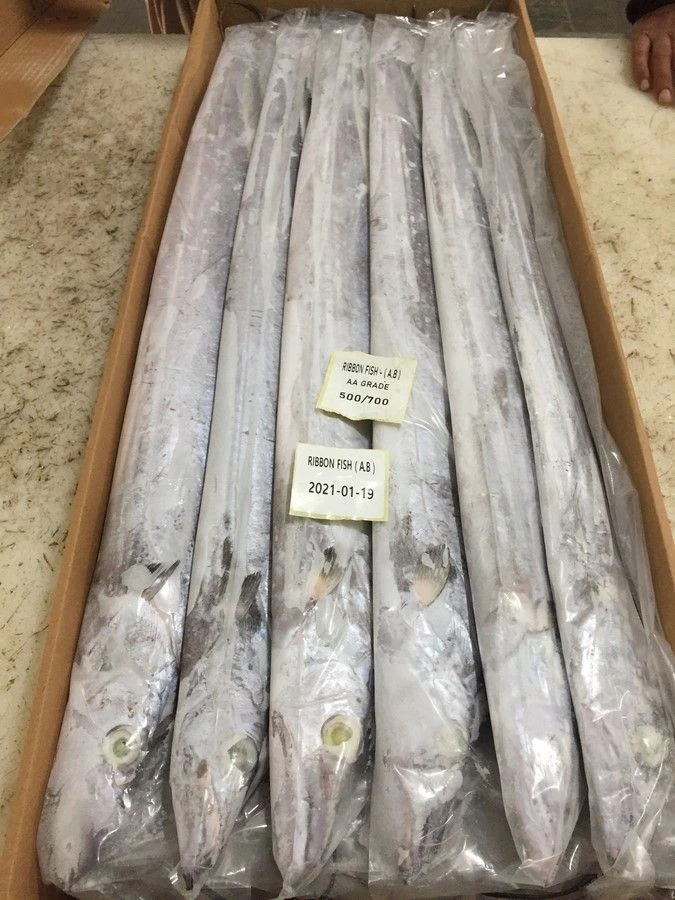 Buy Ribbon Fish from AMIN BANDAR CHABAHAR Co., Iran | Tradewheel.com