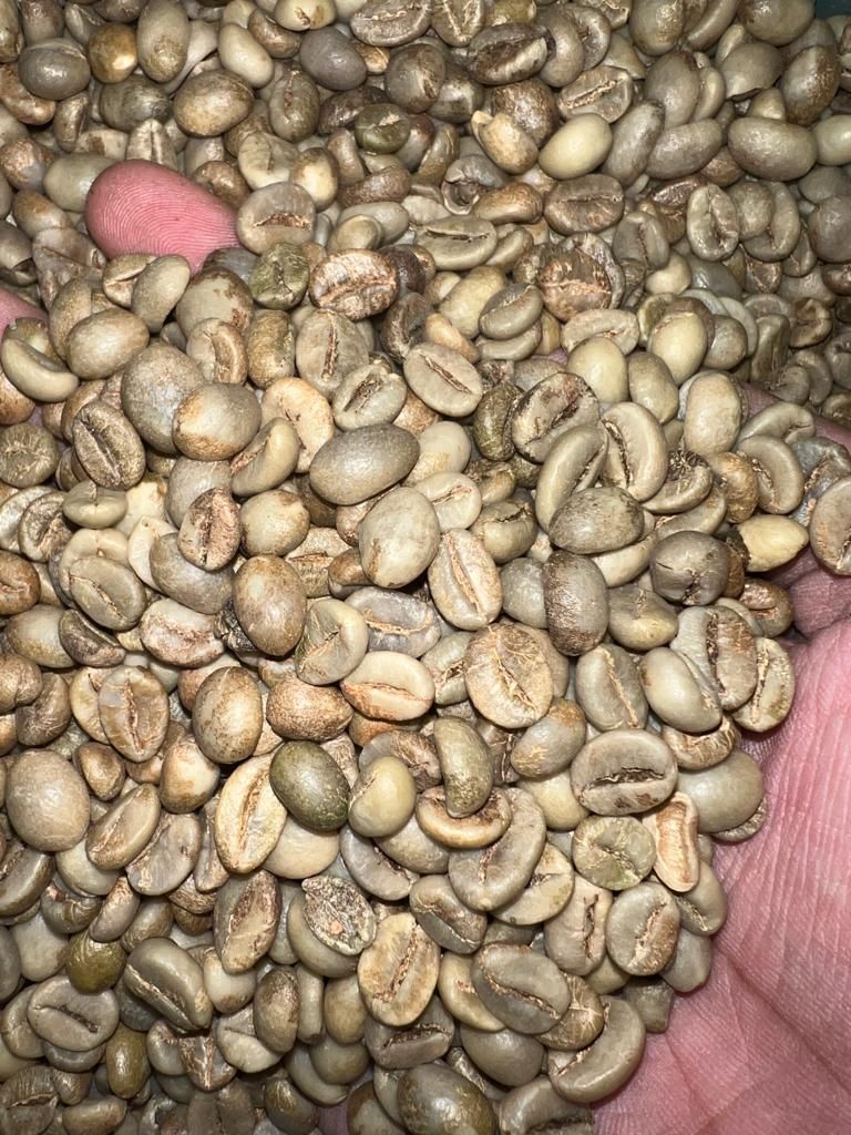 Buy Robusta Coffee Beans from Aroma Nuansa Indo, Indonesia | Tradewheel.com