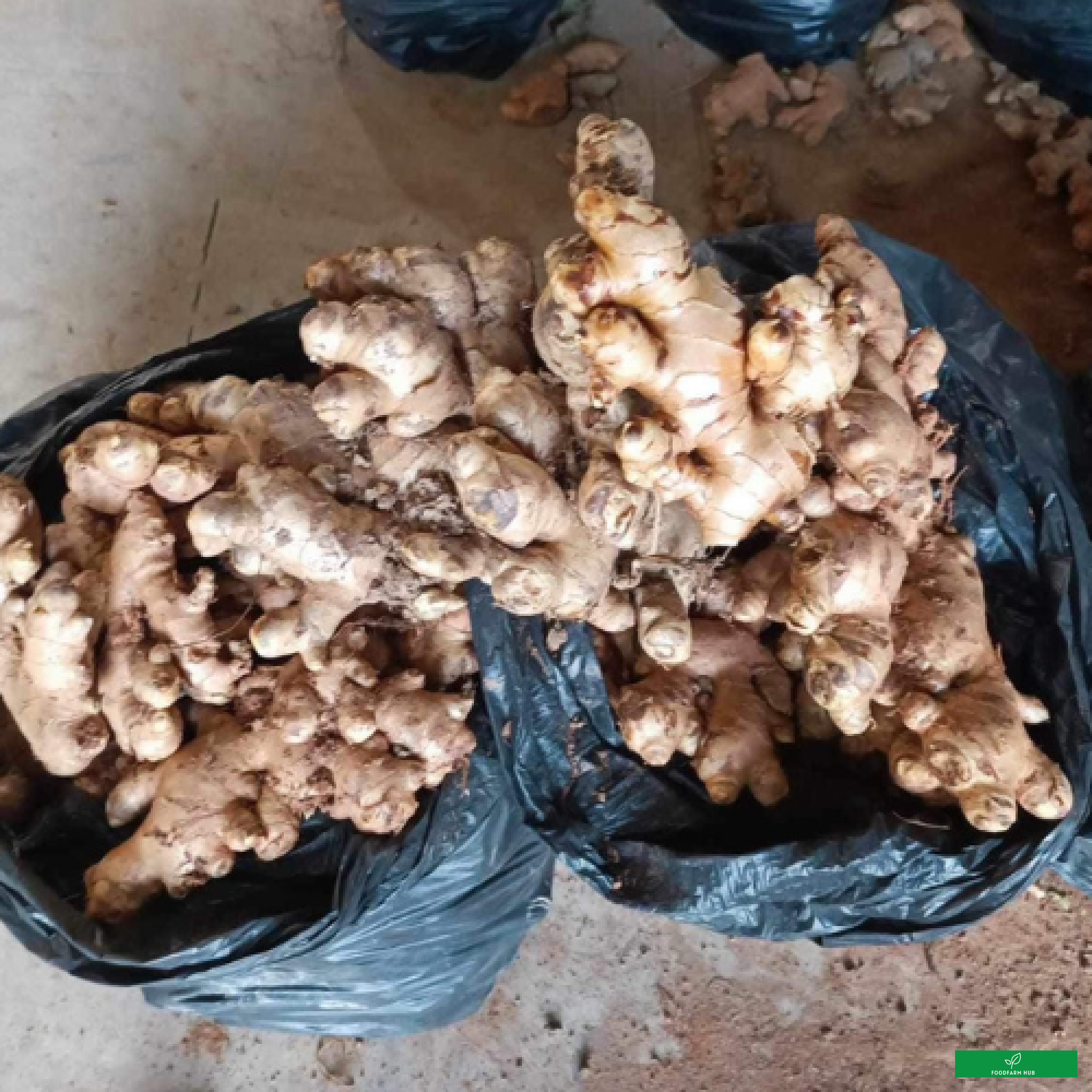 Buy Fresh Ginger, Ginger From Thailand from Food Farm Hub Company ...