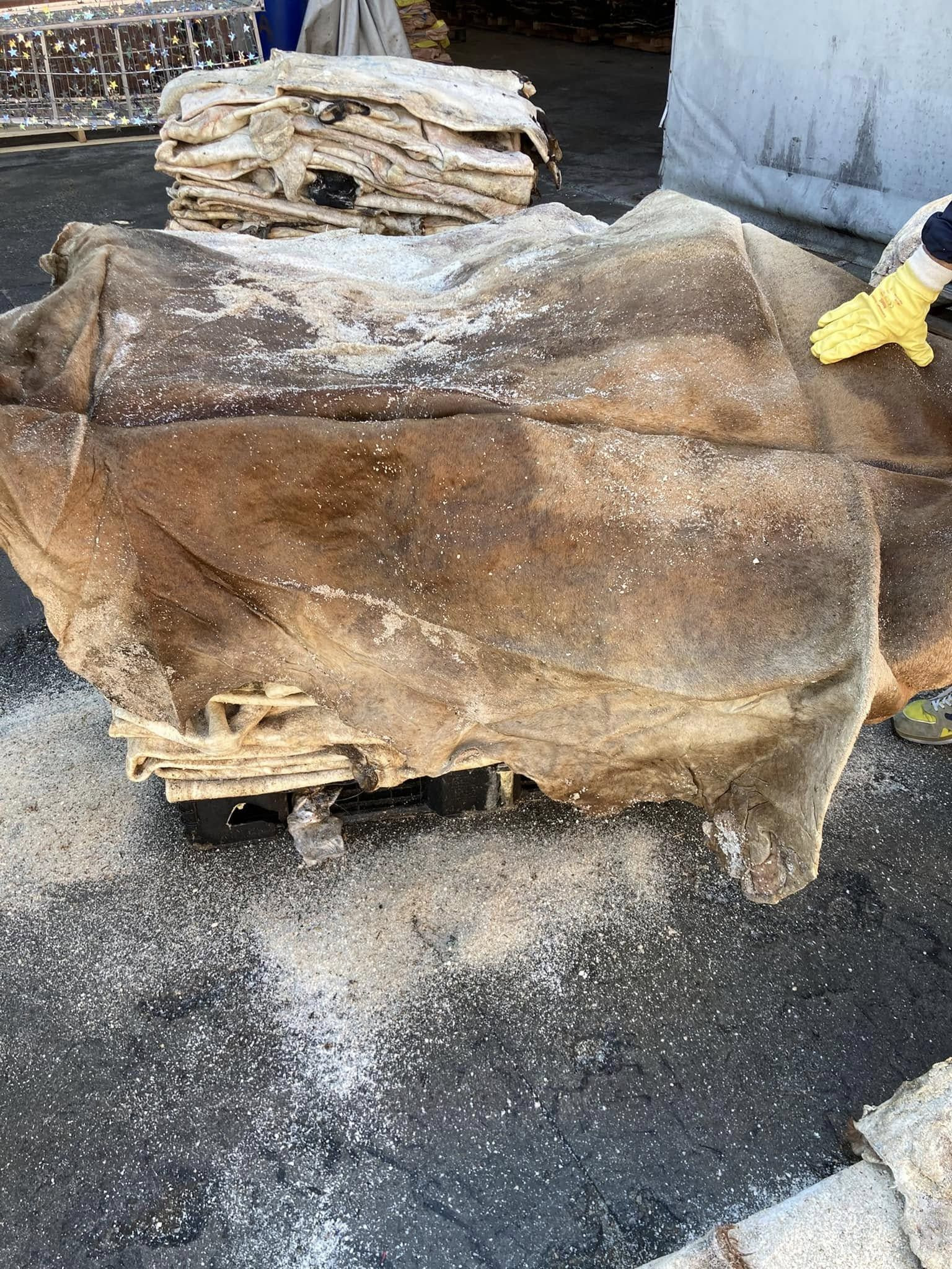 Buy Wet Salted Cow Hides from Pennly Product Company Limited, Kenya ...