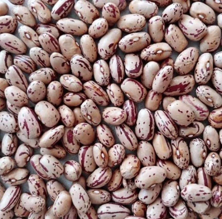 Buy Red Kidney Beans from B&A GLOBAL SUPPLIERS LLC, USA | Tradewheel.com
