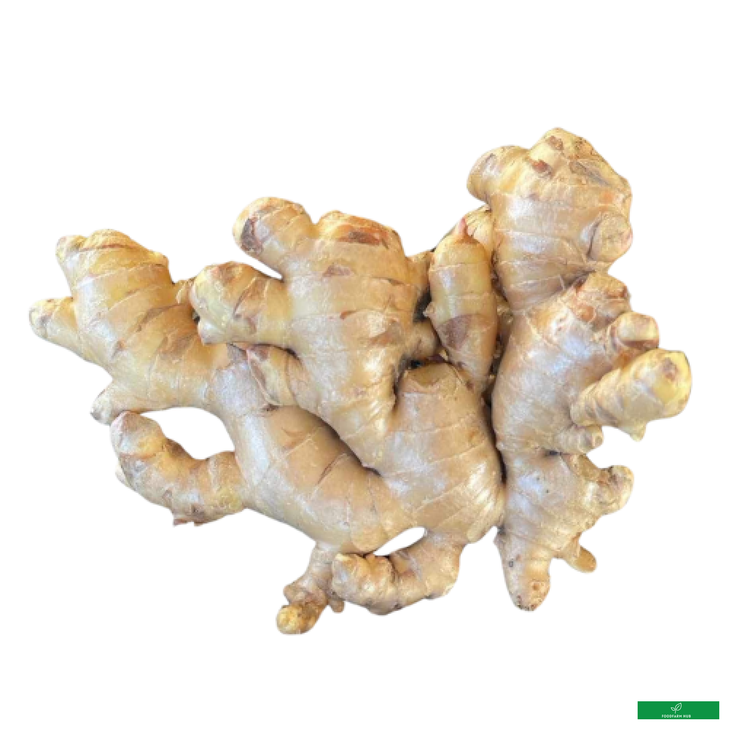 Buy Fresh Ginger, Ginger From Thailand from Food Farm Hub Company ...