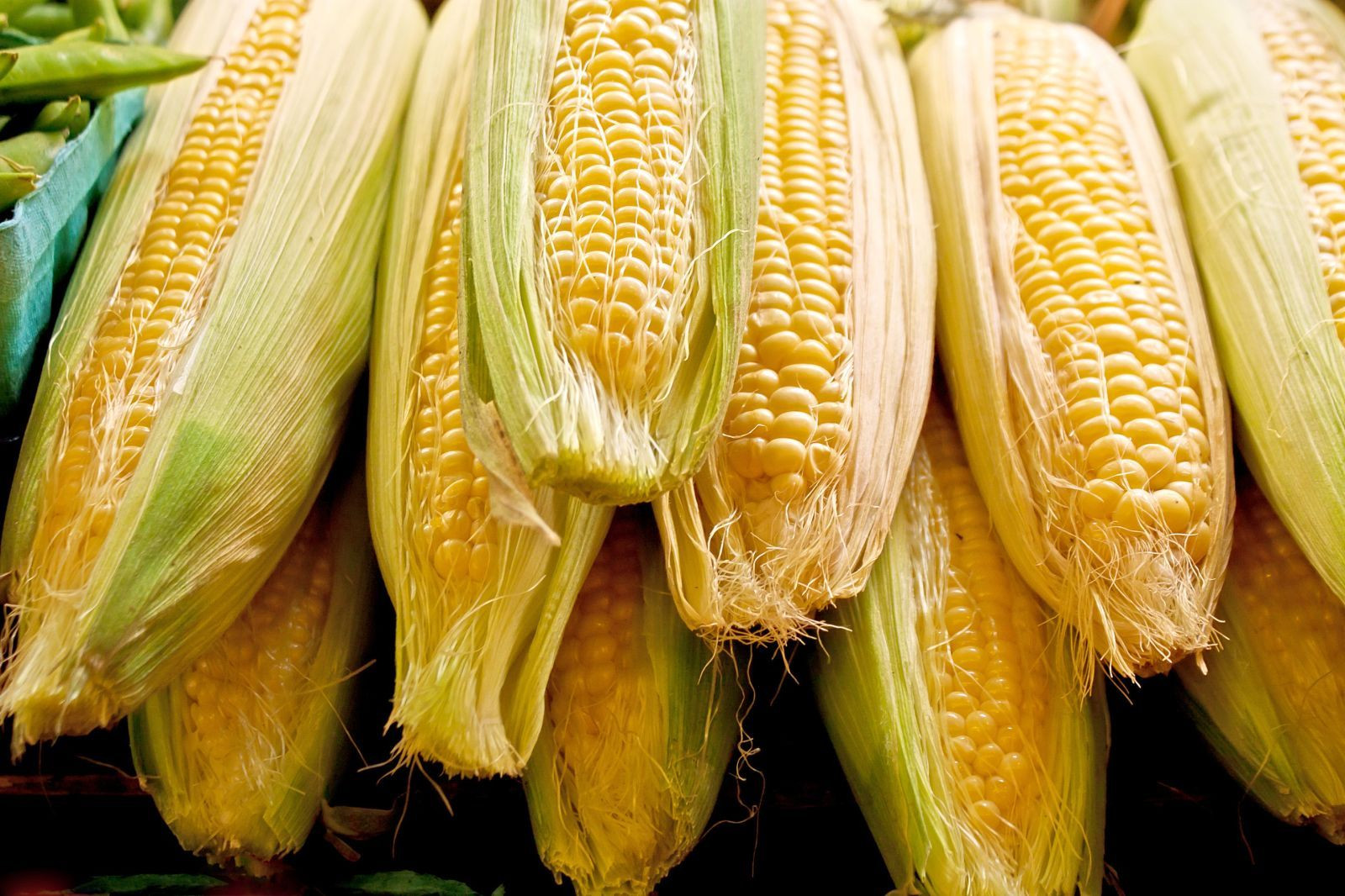 Buy Yellow Corn from Allnature Group Company, USA | Tradewheel.com