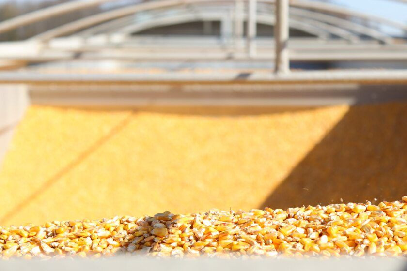 Buy Yellow Corn from Allnature Group Company, USA | Tradewheel.com