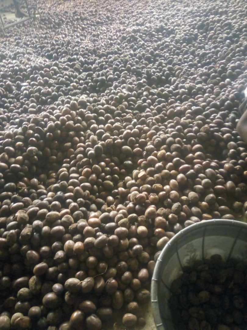 Buy Shea Butter & Shea Nut from FIVER EMPIRE LTD, Nigeria | Tradewheel.com