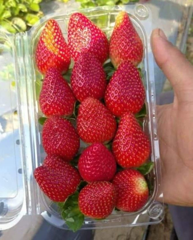 Buy Fresh Strawberry from RICH NILE, Egypt | Tradewheel.com