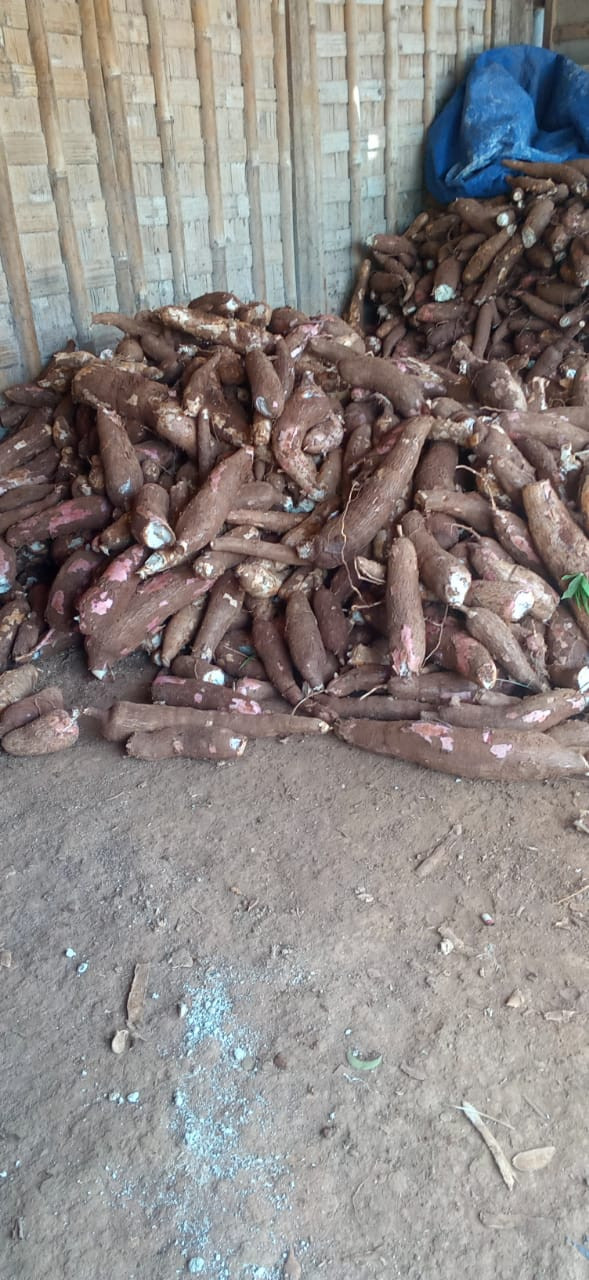 Buy Fresh Cassava Best Quality From Indonesia ( Manioc/ Tapioca / Yuca ...