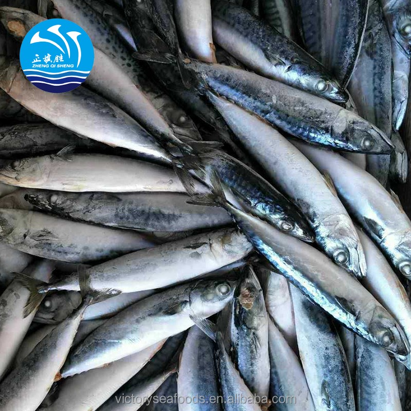 Buy Frozen Seafood Mackerel Fish from Xiamen Victory Seafoods Co., Ltd ...
