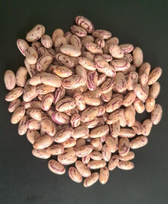 Buy Light Speckled Kidney Beans from Canet Unique Trading Inc., Canada ...