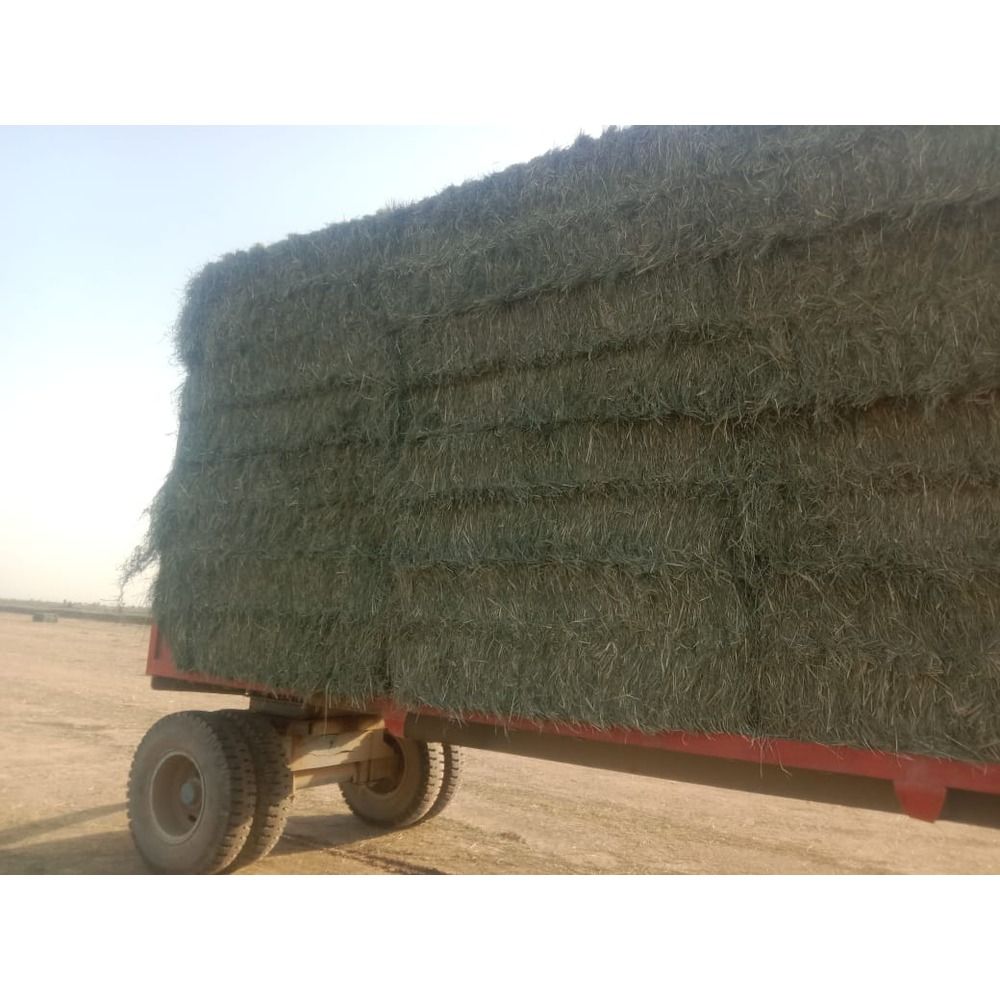 Buy Rhodes Grass from Sharp Ages, Pakistan | Tradewheel.com