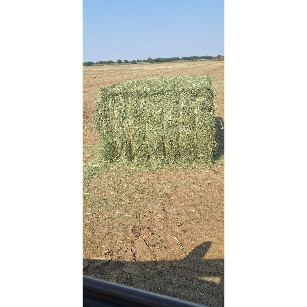 Buy Rhodes Grass from Sharp Ages, Pakistan | Tradewheel.com