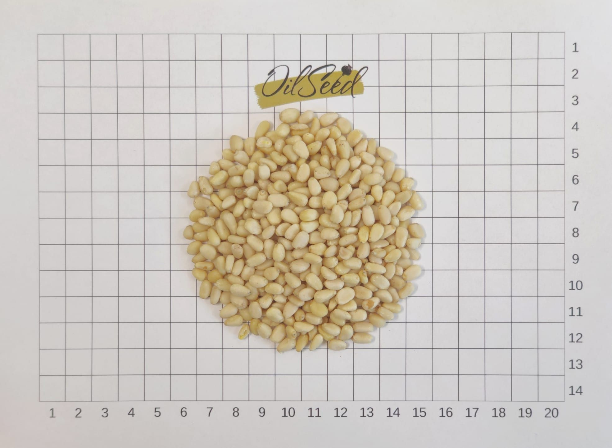 Buy Pine Nut Kernels, Sibirica 950 from OILSEED s.r.o., Czech Republic ...