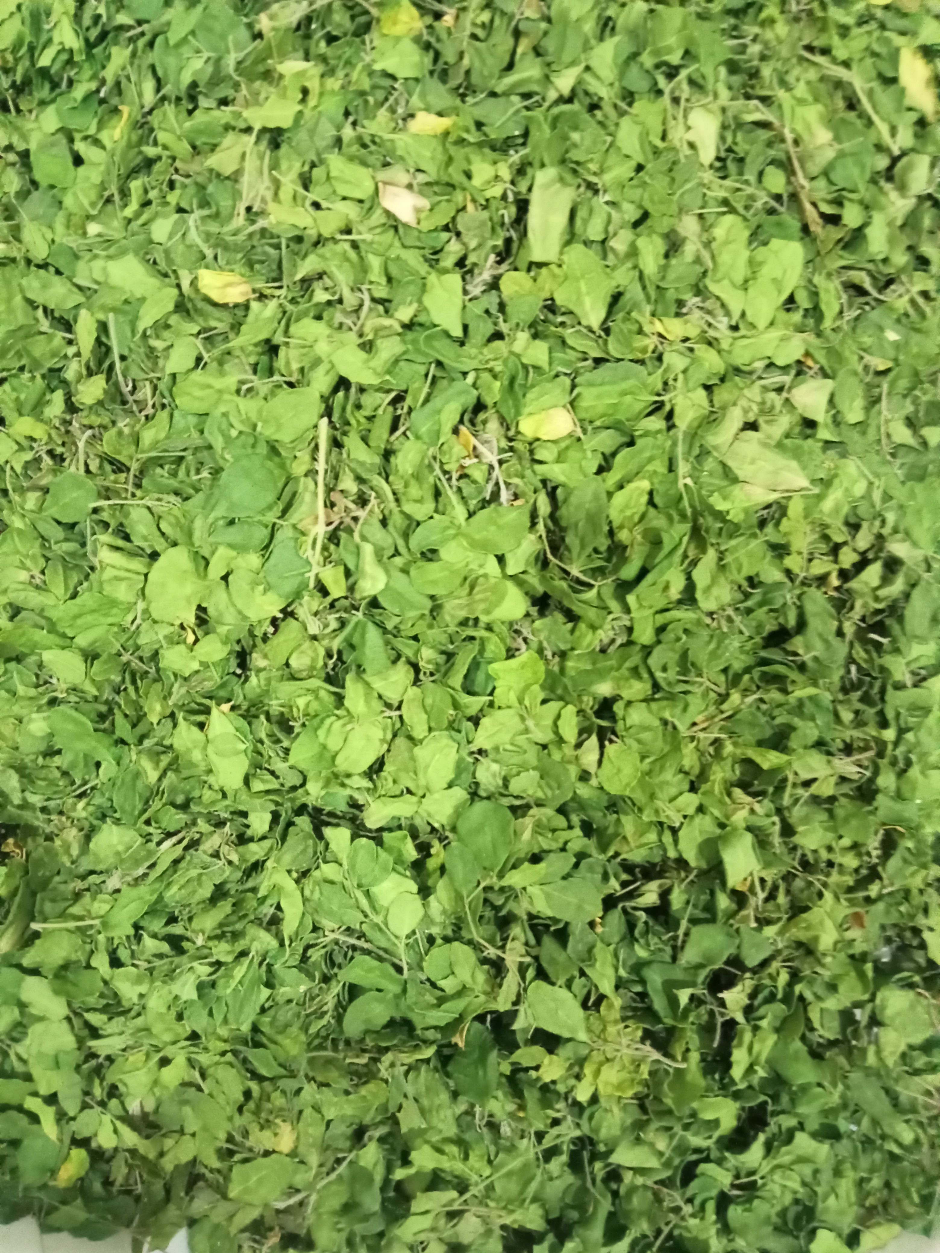 Buy Pure Moringa Leaves from Sehat Afza Foods, Pakistan | Tradewheel.com