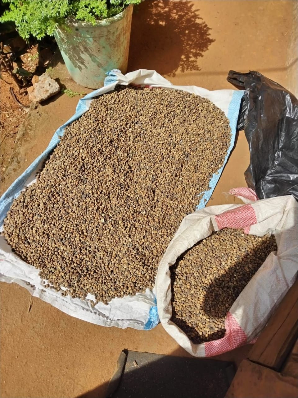 Buy Premium Arabica & Robusta Coffee Beans | Whole Bean Wholesale ...