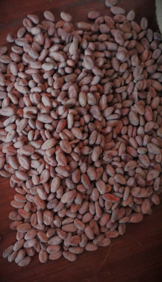 Buy Cocoa Beans from Everwoods, Liberia | Tradewheel.com
