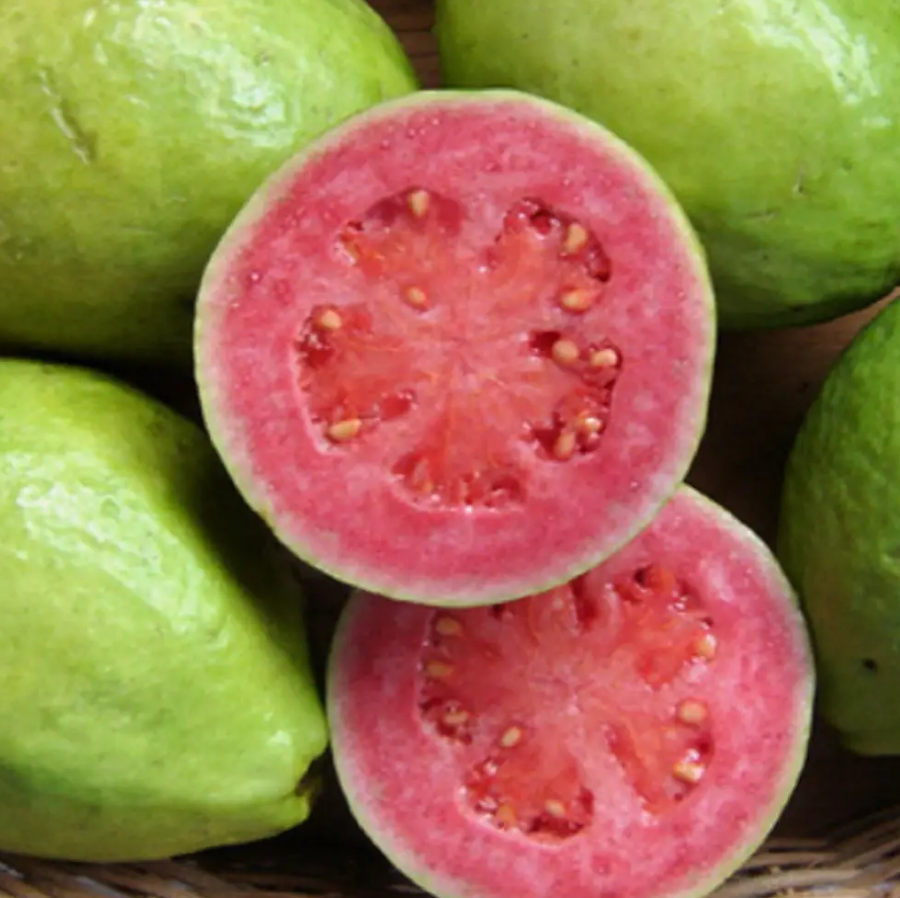 Buy Fresh Green Guava/fresh Fruit from Landove International Exports ...