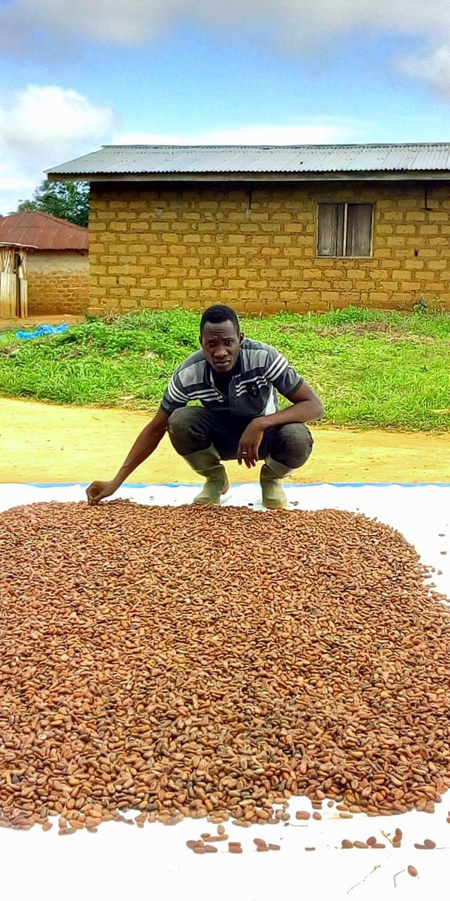 Buy Cocoa Beans from Everwoods, Liberia | Tradewheel.com